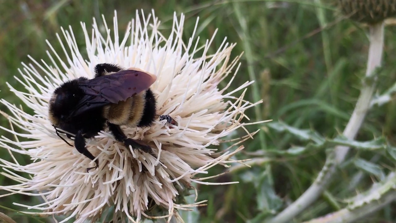 Bumble Bee on native prairie thistle - YouTube