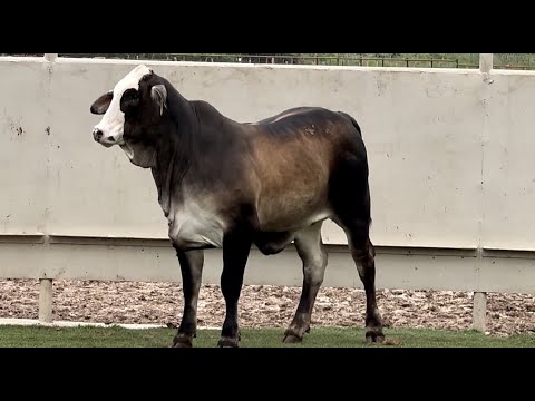 J&J Cattle Co: Registered Beefmaster, Breds, Wagyu-Angus, & More - YouTube
