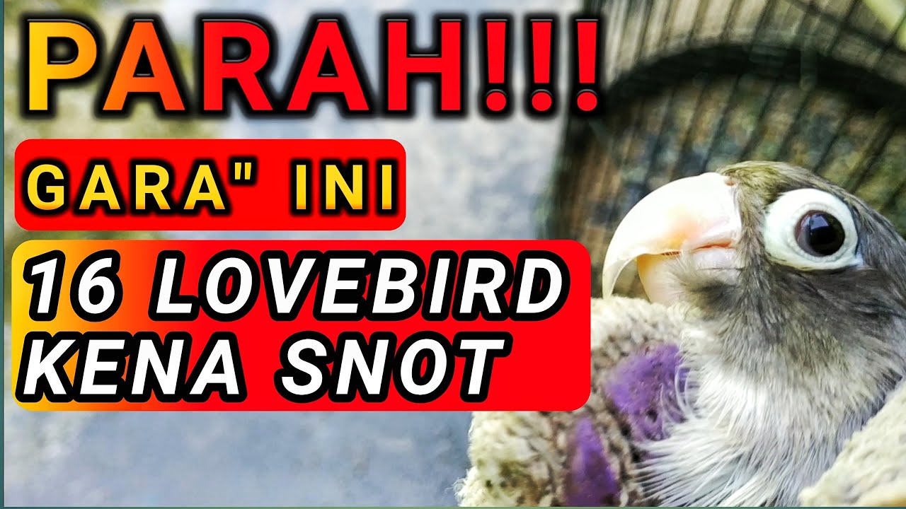 CARA MENGOBATI SNOT PADA BURUNG LOVEBIRD - 16 BURUNG KENA SNOT!! - YouTube