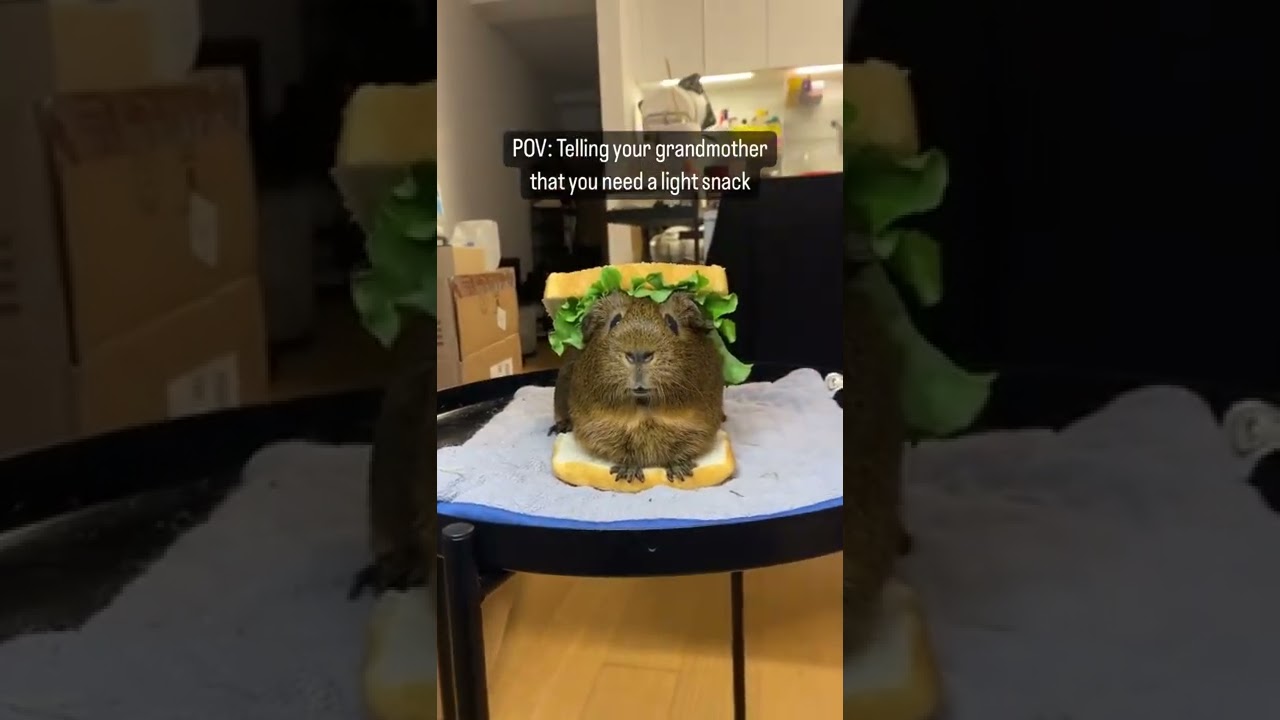 Capybara Sandwich #shorts - YouTube