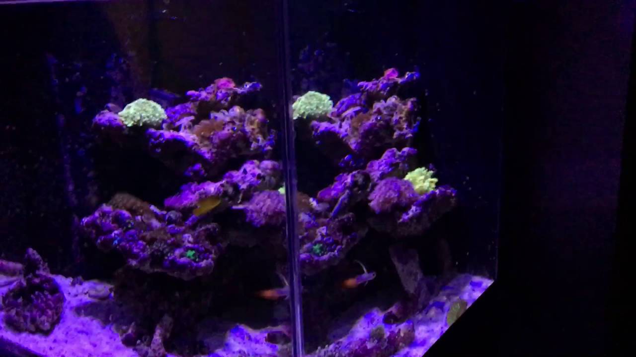 Aqua one 120 mini reef - YouTube