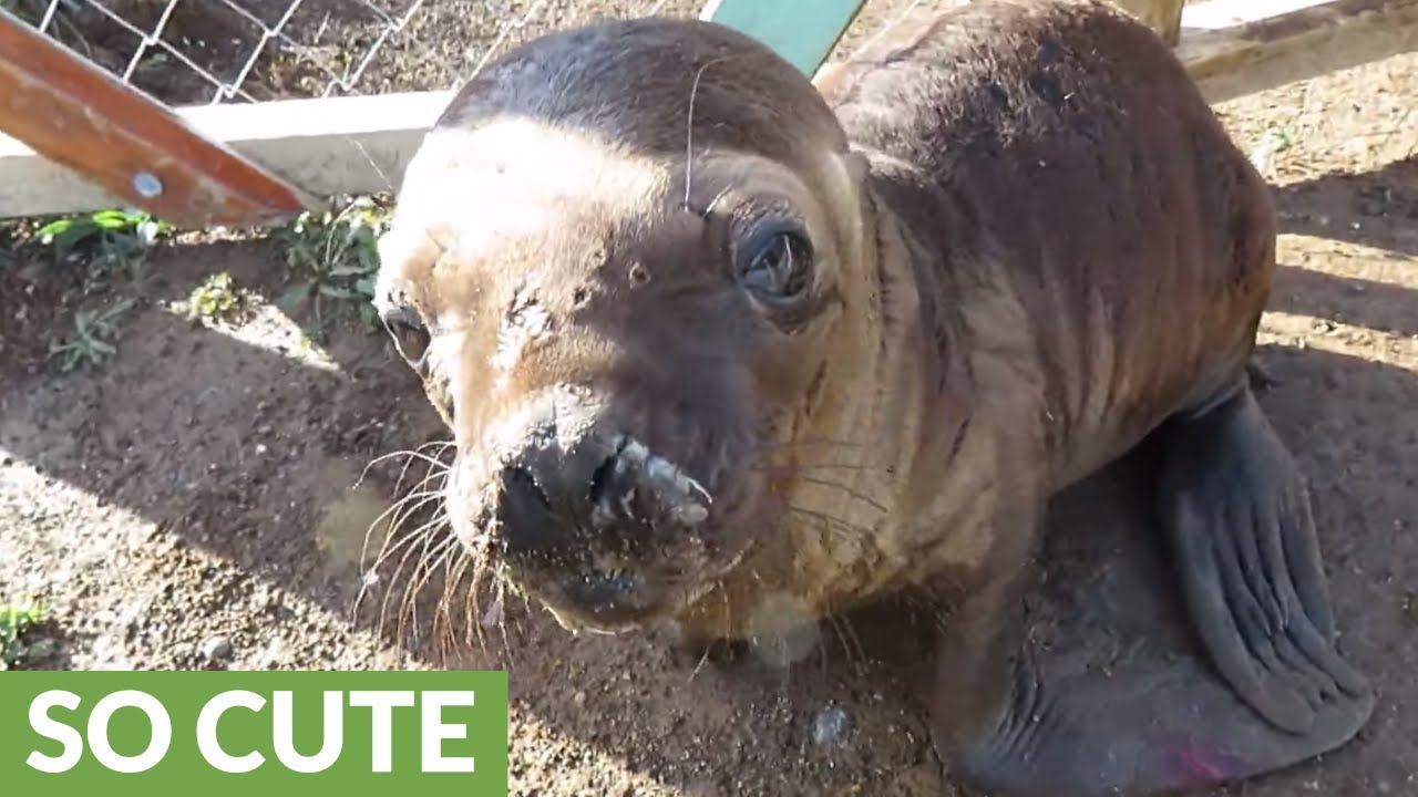 Adorable rescued sea lion pup begs for attention - YouTube