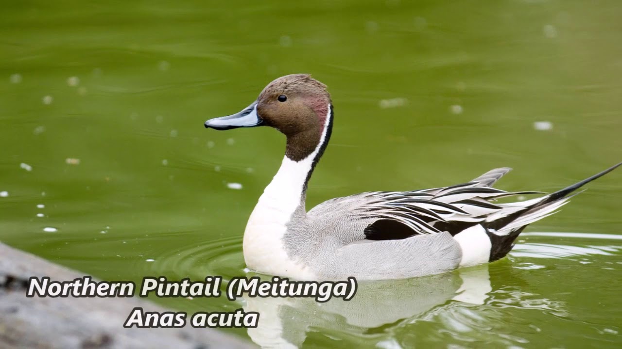 Endemic Species of Manipur - YouTube