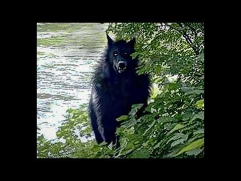 This Dogman Footage Is So Clear… It’s Actually Scary