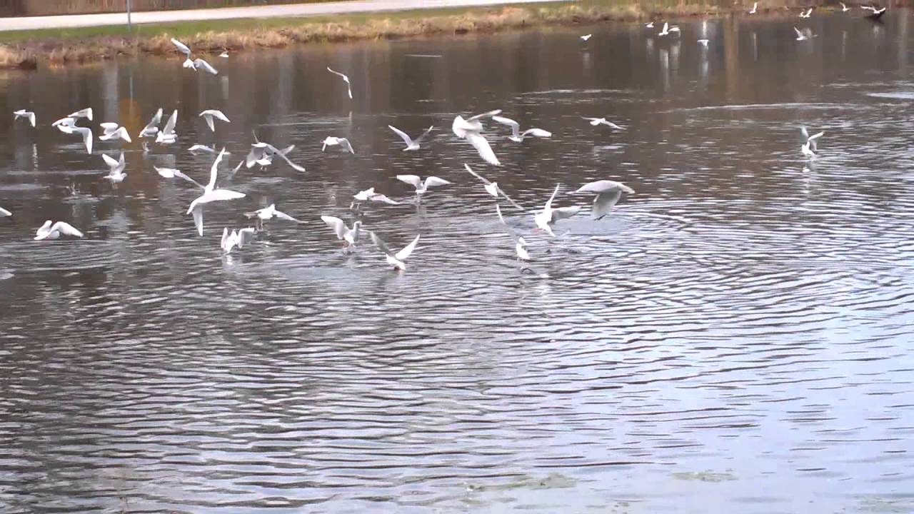 Gulls diving for fish at Presque Isle state park - YouTube