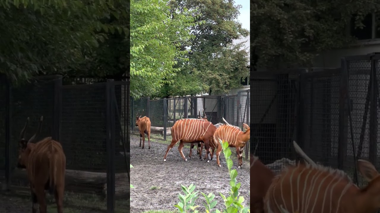 Варшавский зоопарк \ Warsaw Zoo \ Ogród Zoologiczny w Warszawie - YouTube