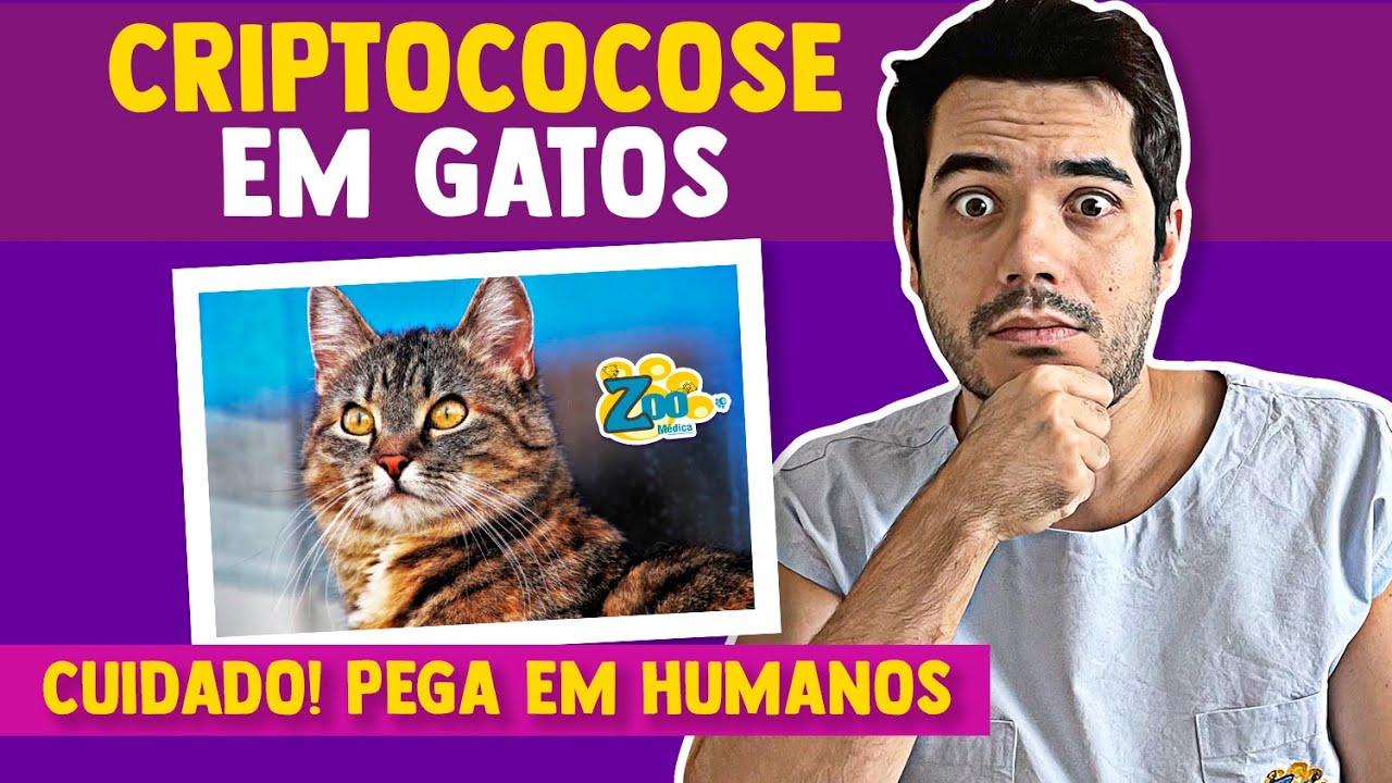 CRIPTOCOCOSE EM GATOS (Doença do Pombo em Gatos). Transmissão ...