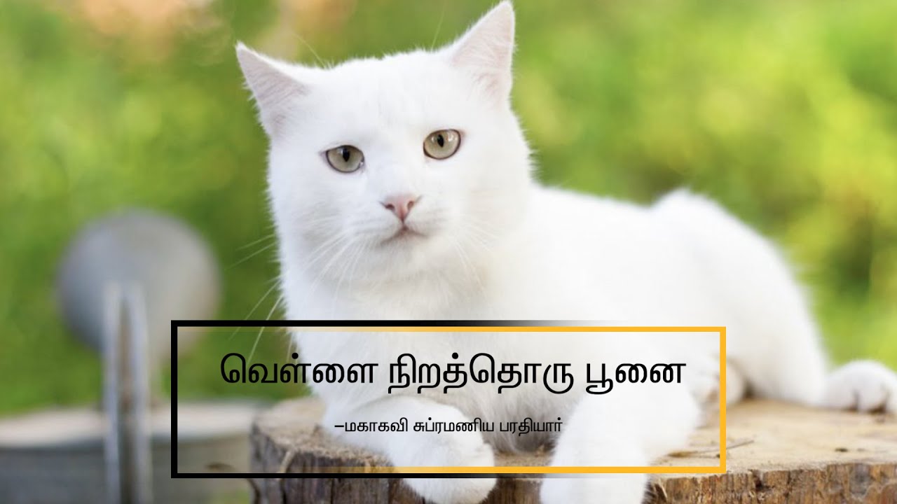 Vellai nirathoru poonai|வெள்ளை நிறத்தொரு பூனை - YouTube