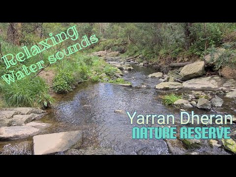 Relaxing nature hike Yarran Dheran Nature Reserve | no music | water ...