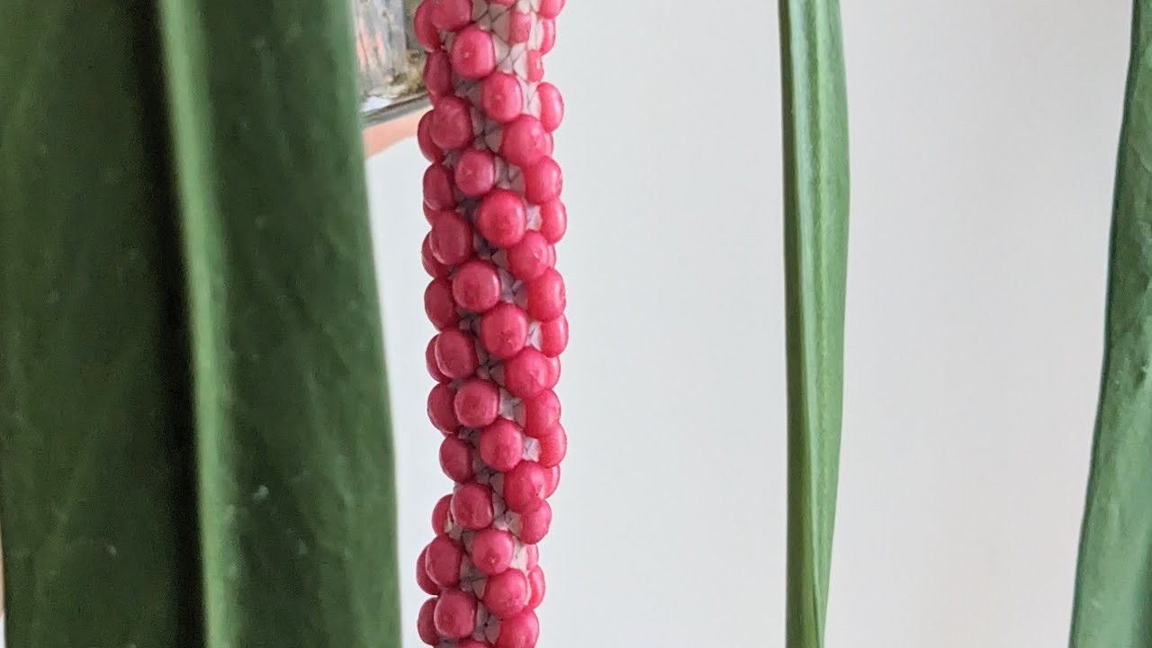 Anthurium Vittarifolium Berry Harvesting - YouTube
