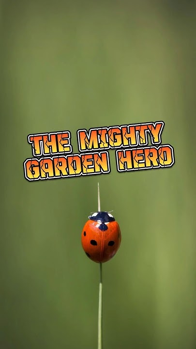 Ladybug | The Mighty Garden Hero #animalenigmas - YouTube