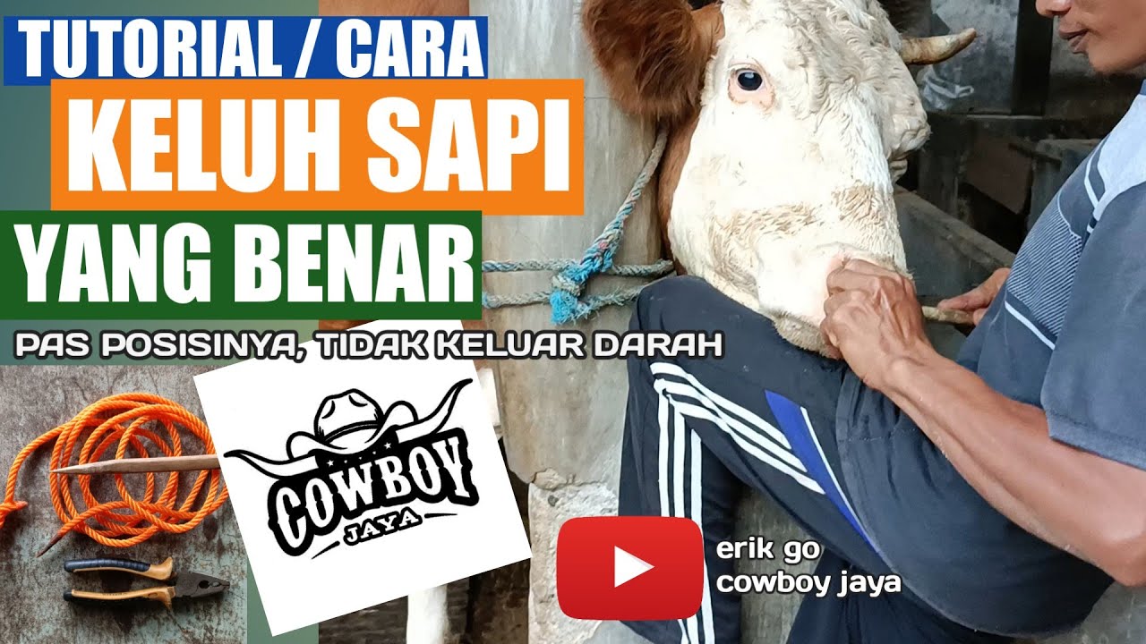 CARA KELUH SAPI YANG BENAR‼️ POSISI TEPAT TIDAK BERDARAH‼️ # ...