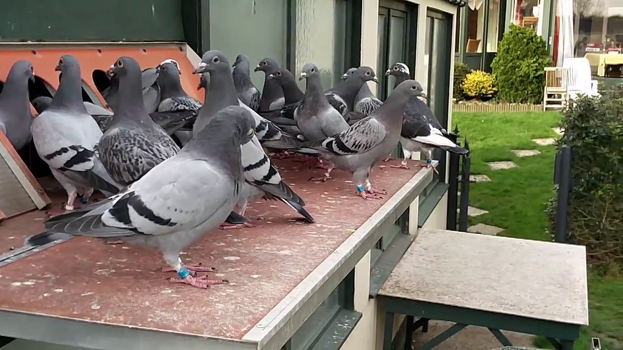 Young birds entering the loft - YouTube