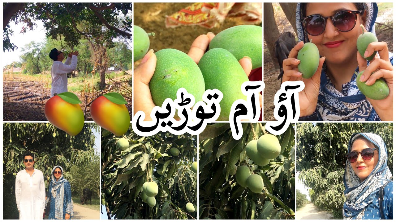 Mango Harvesting | Village Tour To Pluck Mangoes | #mangoes - YouTube