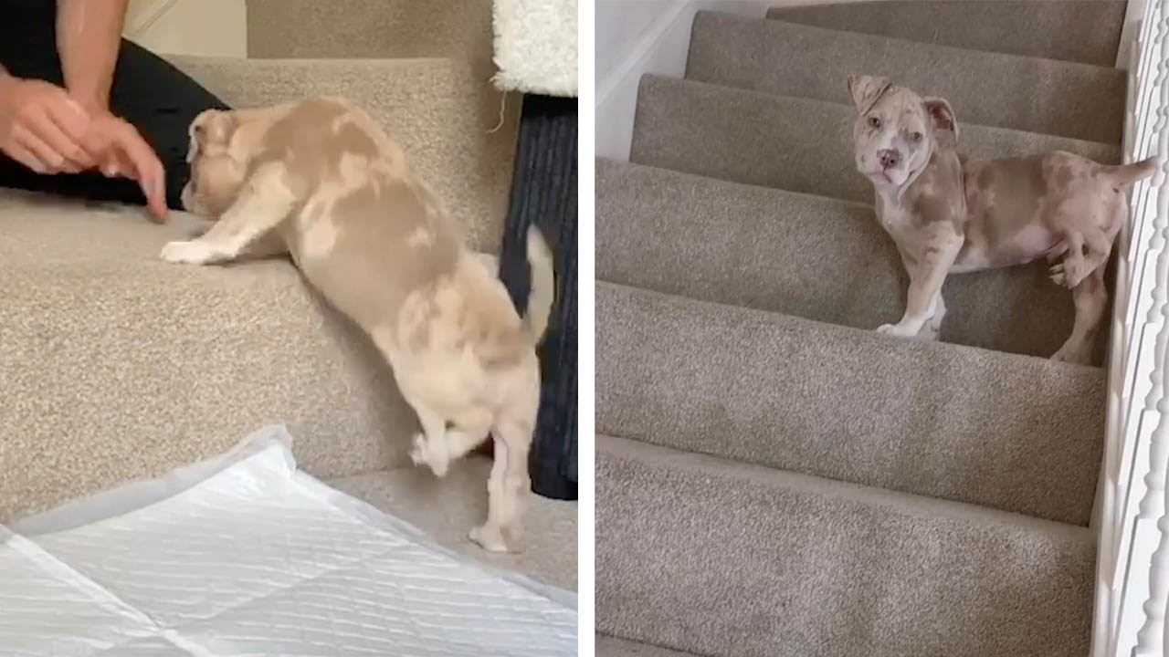 Five-Legged Dog Gets New Lease Of Life - YouTube