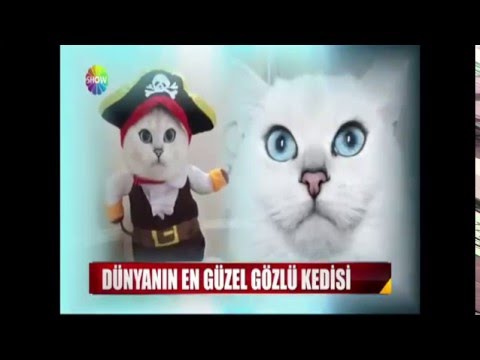 Dünyanın en güzel gözlü kedisi