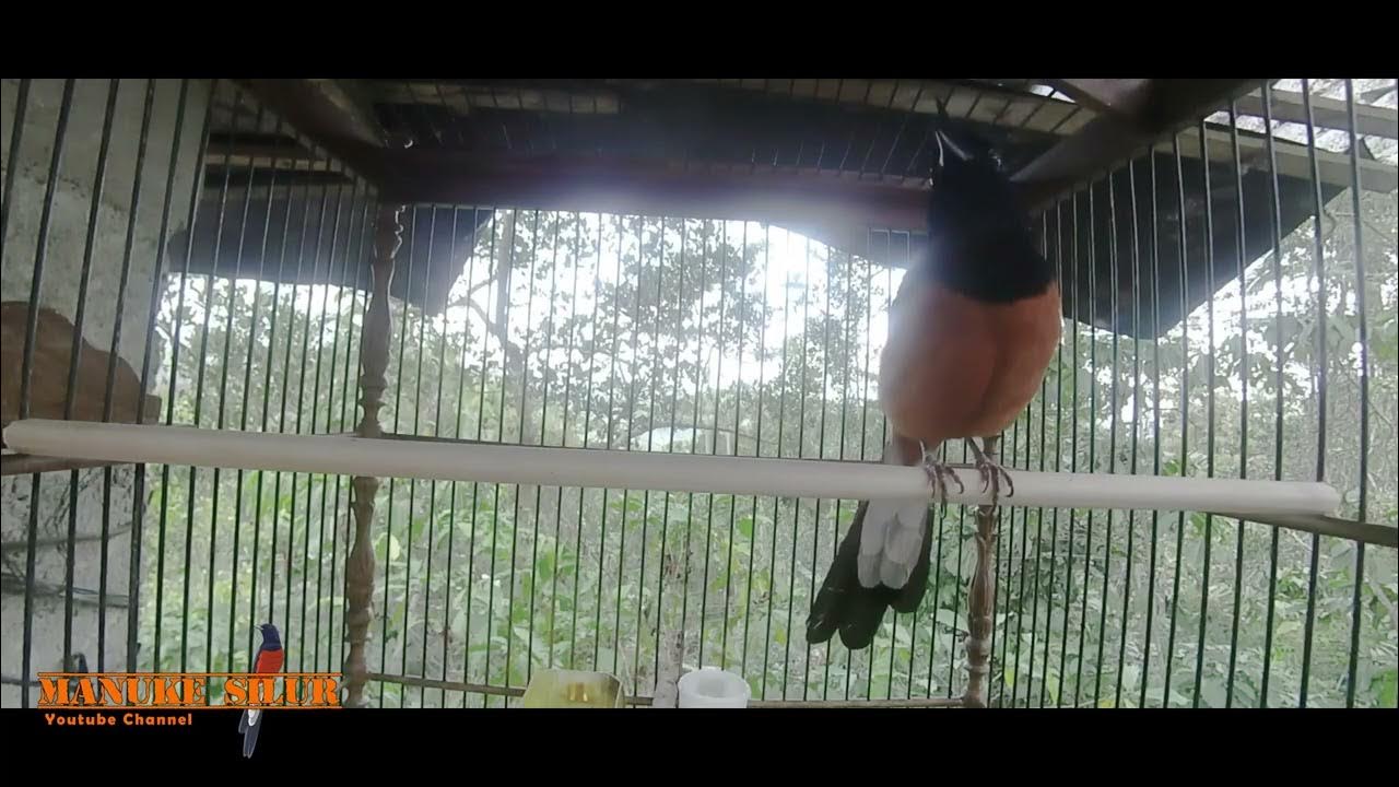 TERAPI MURAI BATU - MENGATASI MURAI MACET BUNYI - BIKIN MENTAL TANGGUH..!!! - YouTube