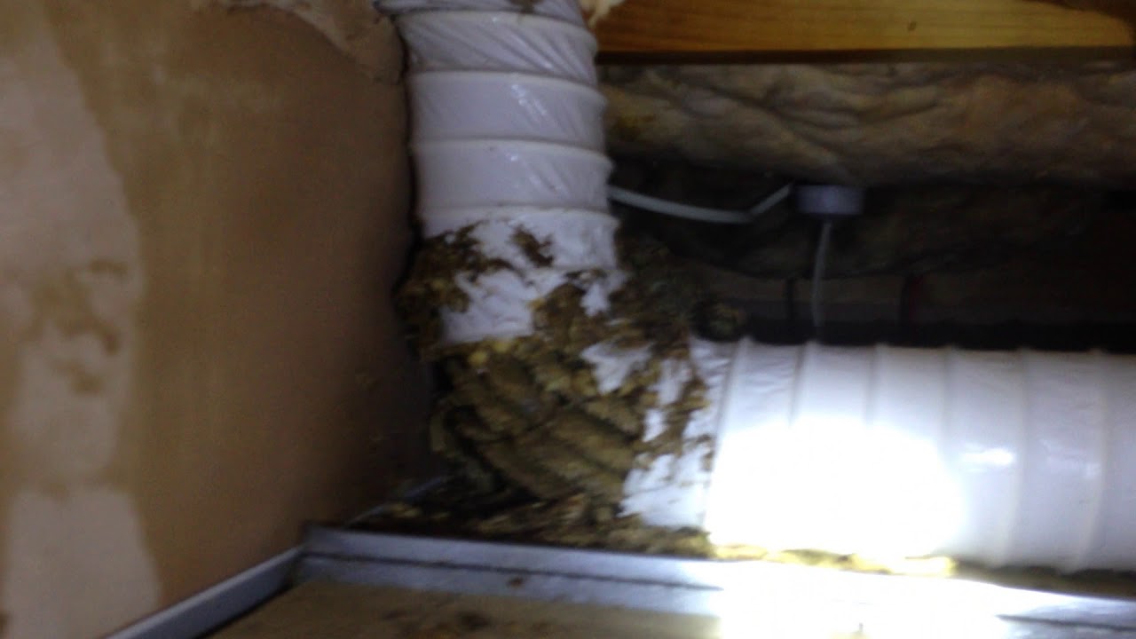 Removal of wasp nest inside extractor pipe - YouTube