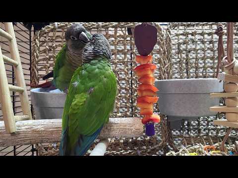 7 hours of budgie parakeet sounds for relaxation