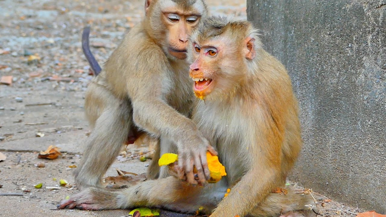 Help me, please..! Moka monkey is a very sad face when the monkey ...