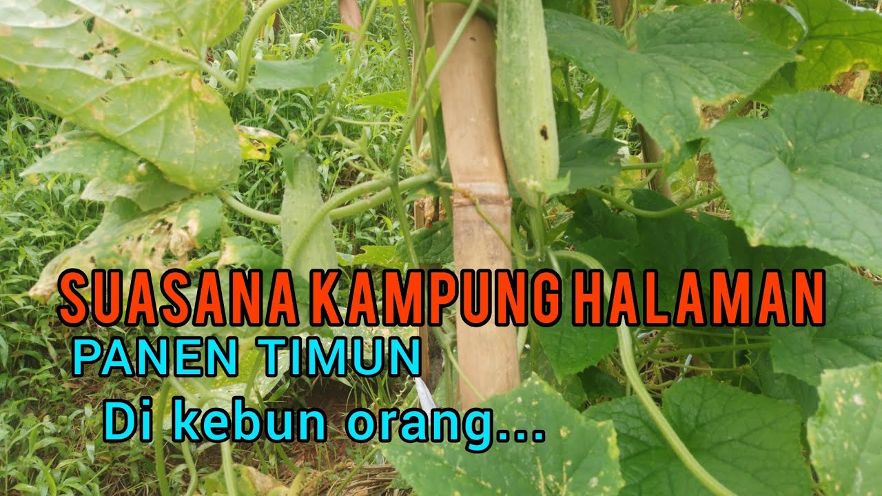 SUASANA KAMPUNG HALAMAN PANEN TIMUN DI KEBUN ORANG - YouTube