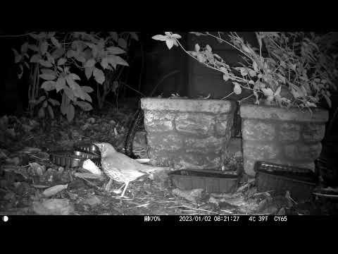 The Garden Gang - Episode 56 - Breakfast Time - YouTube