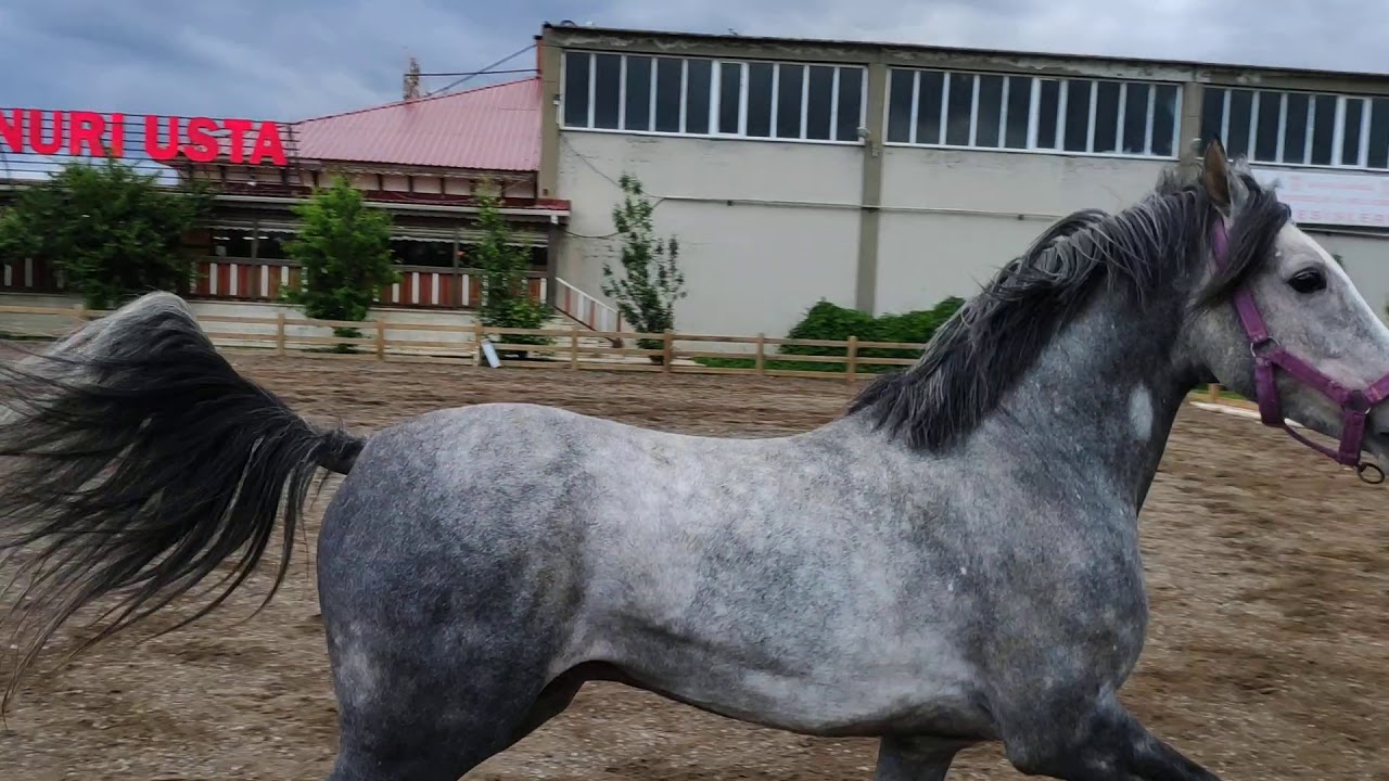 Arap ati. Yeni cirit atımız Ferhan. - YouTube