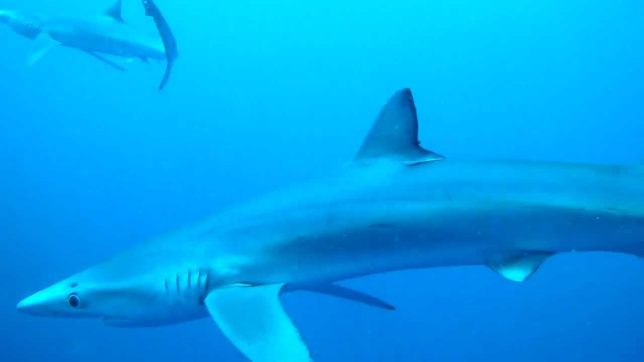 Diving with blue sharks and mako sharks Cape Town - Tauchen mit Blauhai ...