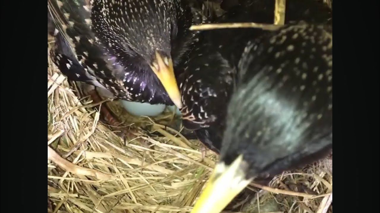 Female starling pecks mate warning him to leave her alone; she lays her 4th egg, then they makes ...