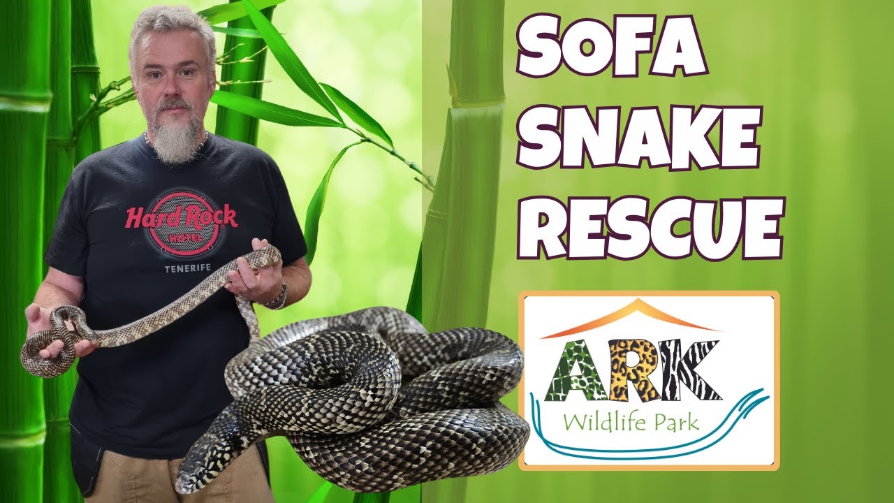 Boston sofa snake rescue #animalrescue #snake #arkwildlifepark - YouTube