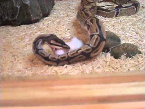 Python royal, repas souris vivante - YouTube