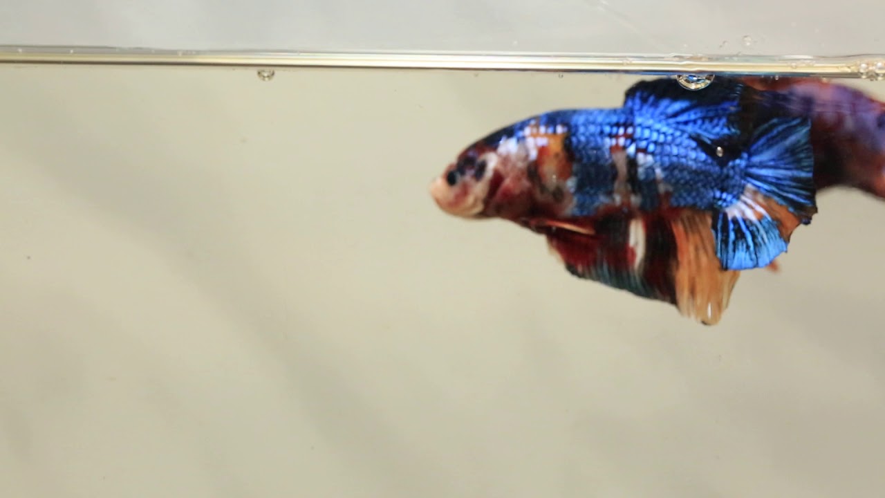 Betta Fish Male FANCY KOI #GIANT23-04 Top Quality Betta Located in ...