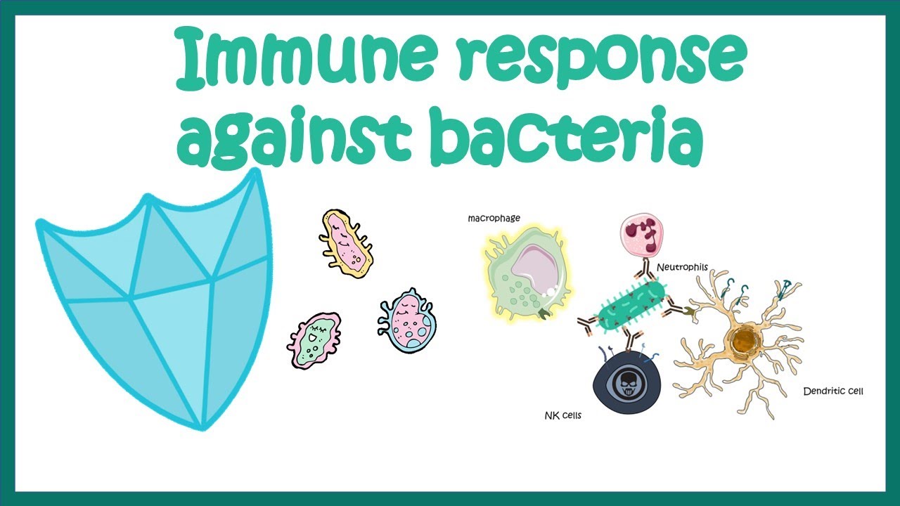 Immune response against Bacteria - YouTube