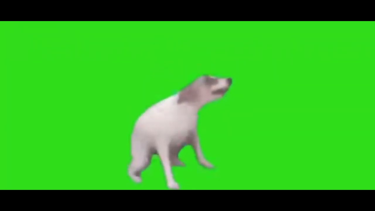 dancing dog green screen - YouTube