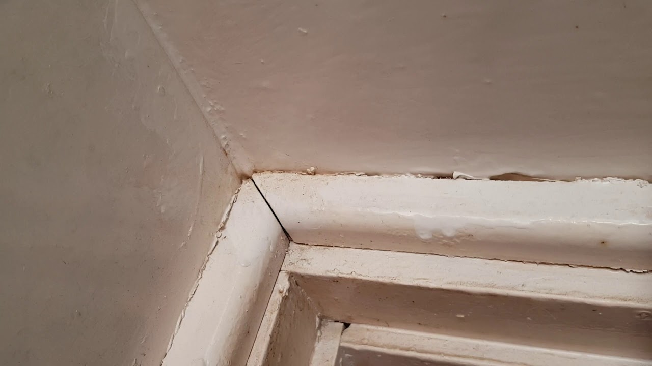 Termites in Cyprus - YouTube