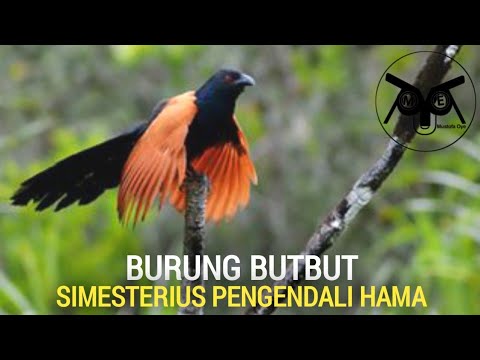 BURUNG BUTBUT_ Simisterius Sebagai Pestisida ALami pada Sawah Petani ...