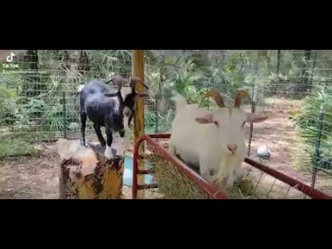 Goat Mischief - YouTube
