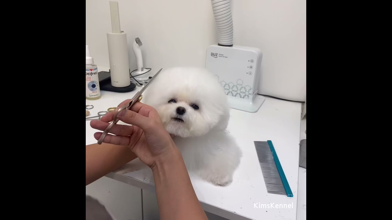 A very small mini-bichon at 7 months of age. perfect circle style ...