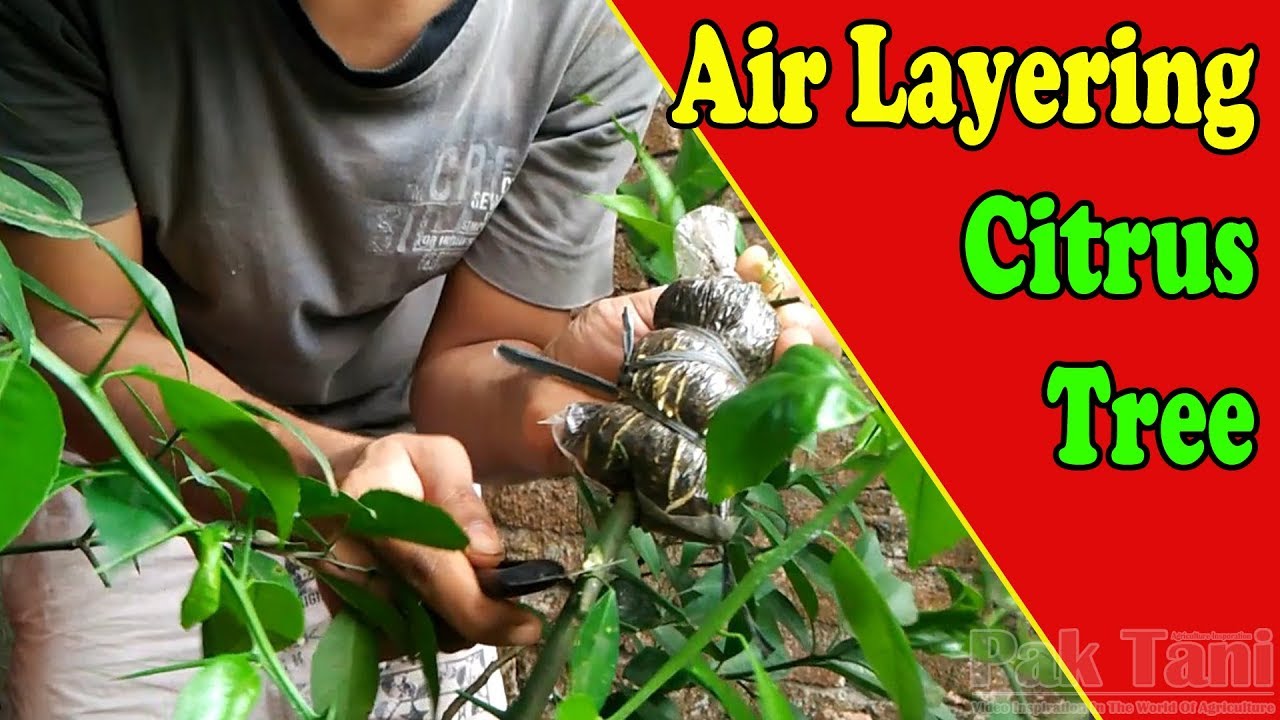Air Layering Citrus Tree Full Video Tutorial | Grafting Examples - YouTube