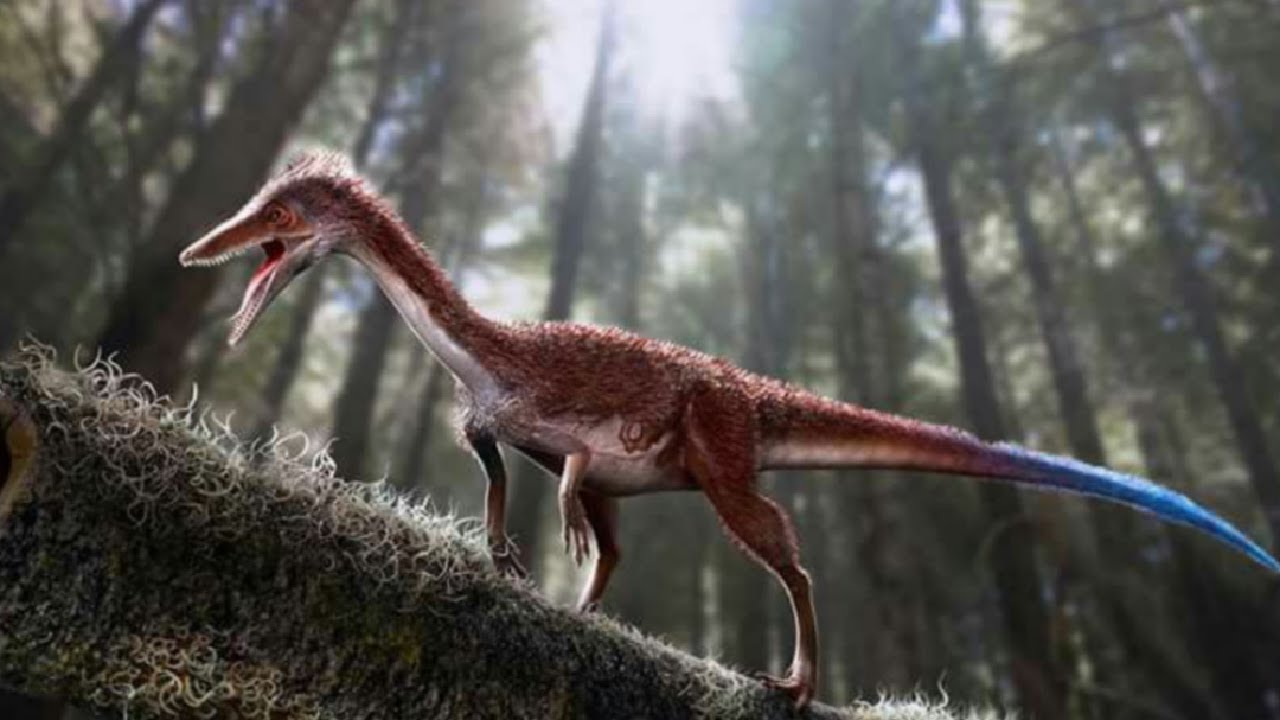 INTERESTING FACTS ABOUT COELOPHYSIS/ INFORMATION ABOUT COELOPHYSIS ...