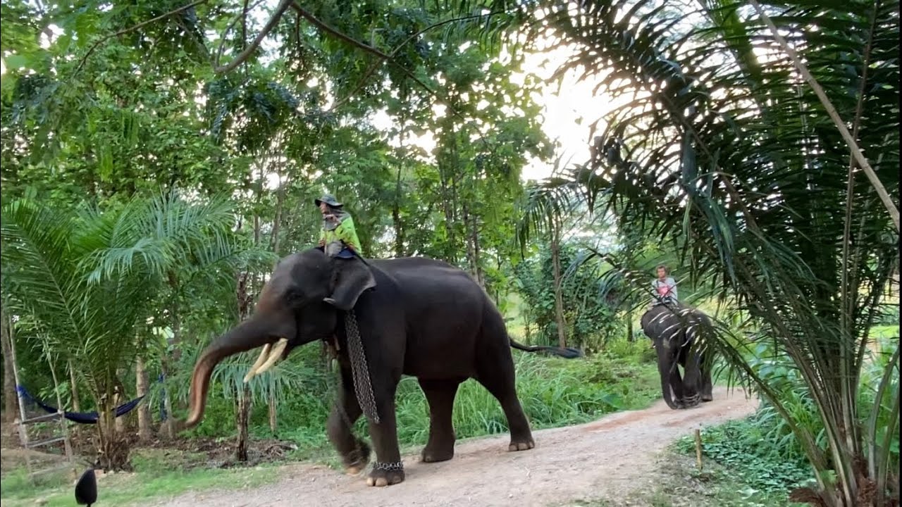 Elephant that can wave bye bye to me - YouTube