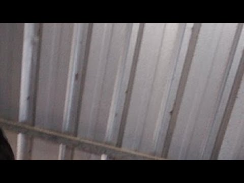 សុីអាច៍