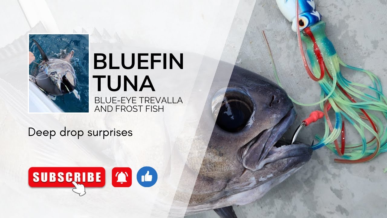 Deep drop surprises. Bluefin Tuna, Blue-eye Trevalla and Frost Fish ...