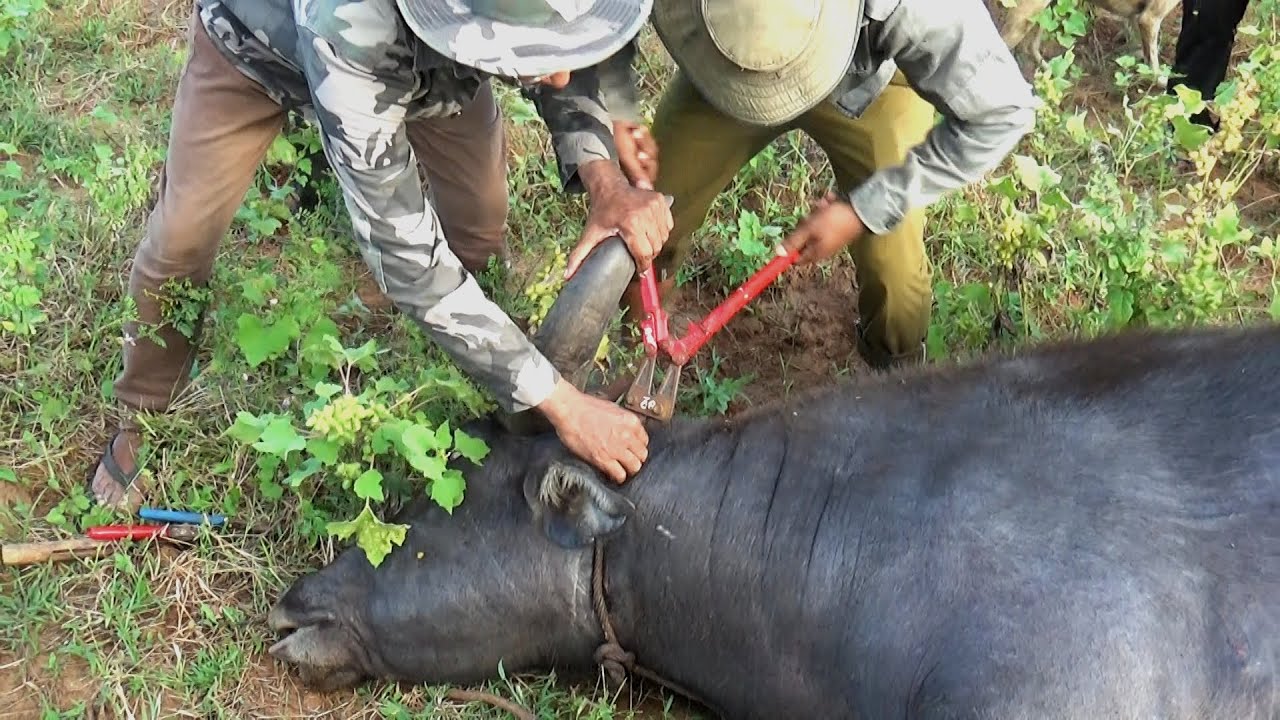 Wild Water Buffalo's Life-or-Death Rescue From Deadly Snare Will Leave ...
