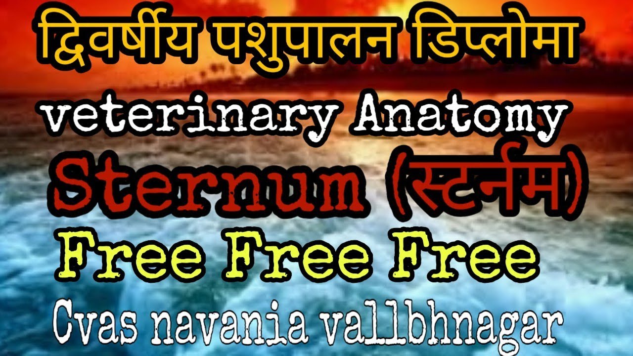 Veterinary Anatomy Sternum(स्टर्नम)/ Free class/ cvas navania ...