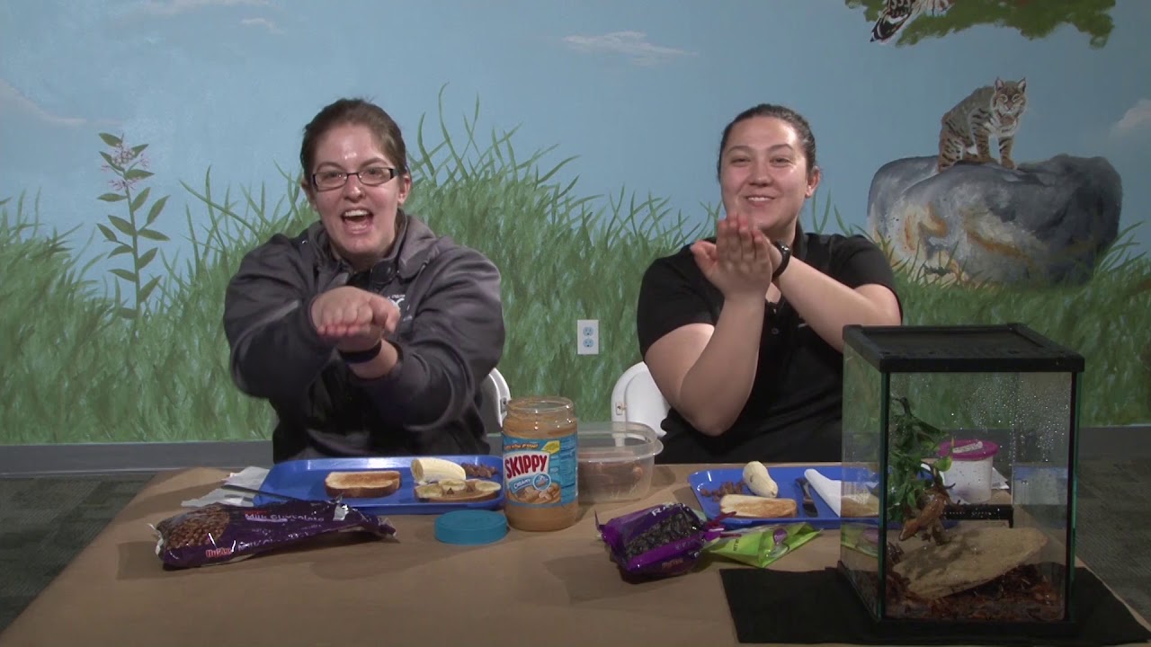 Zoo Creates Monkey Toast - YouTube