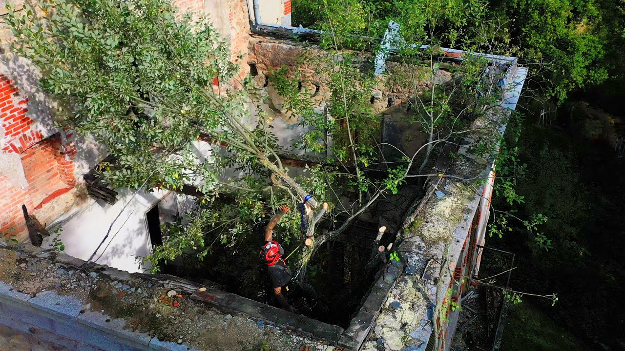 Expert removes dangerous tree growing INSIDE this abandoned chateau ...