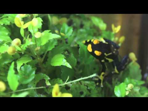 Dendrobates Tinctorius "Alanis" Calling - YouTube