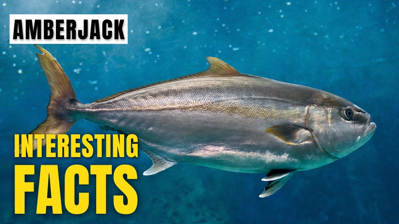 Amazing facts of Amberjack | Interesting Facts | The Beast World - YouTube