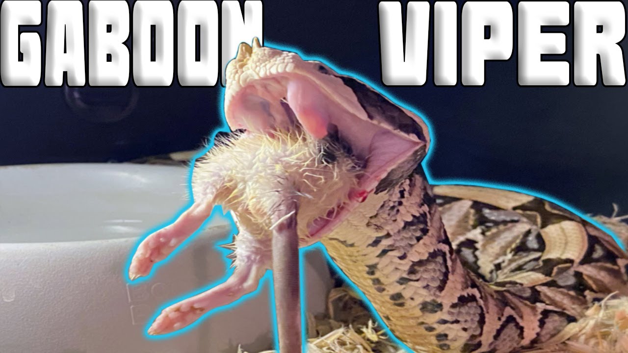 New Spectacled Cobra! And Feeding all my Larger Venomous Snakes | Tyler ...